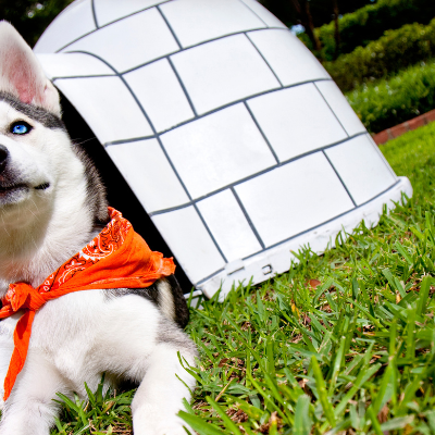 HCU Pays Tribute to Beloved Mascot Wakiza “Kiza” II | Houston Christian ...