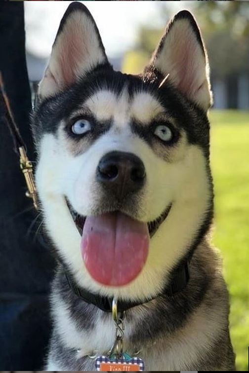 Kiza and The Sled Team | Houston Christian University